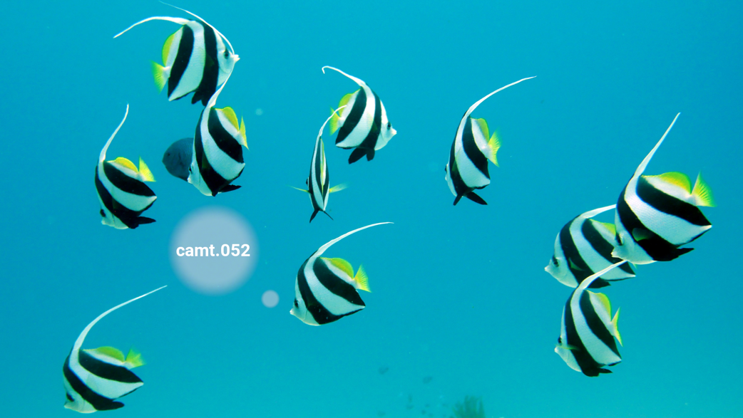 camt.052 ISO 20022 Nachricht - CPG